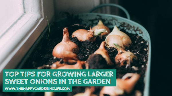 Top Tips for Growing Larger Sweet Onions in the Garden – The Happy ...