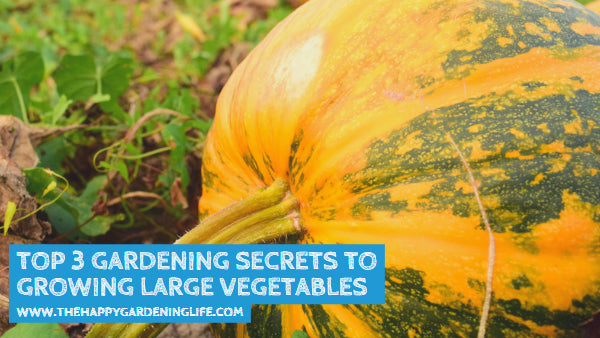 Top 3 Gardening Secrets to Growing Large Vegetables – The Happy ...