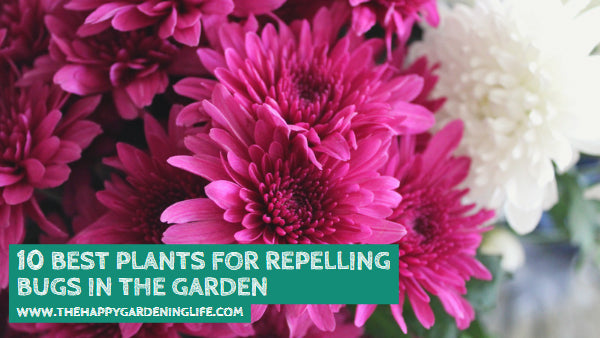 10 Best Plants for Repelling Bugs in the Garden – The Happy Gardening Life