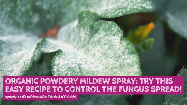 Organic Powdery Mildew Spray: Try This Easy Recipe to Control the Fung ...