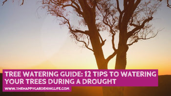 Tree Watering Guide: 12 Tips to Watering Your Trees During a Drought ...