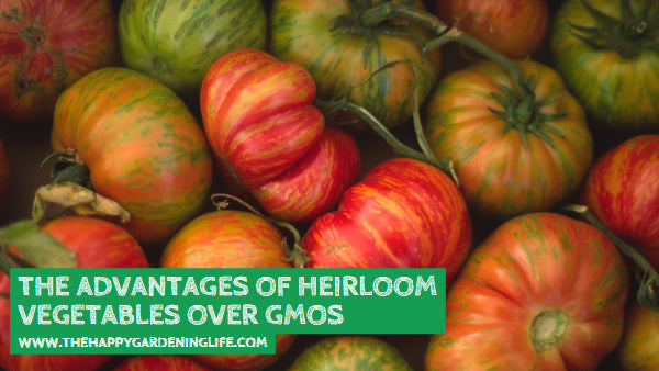 The Advantages of Heirloom Vegetables Over GMOs – The Happy Gardening Life