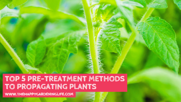 Top 5 Pre-Treatment Methods to Propagating Plants – The Happy Gardening ...