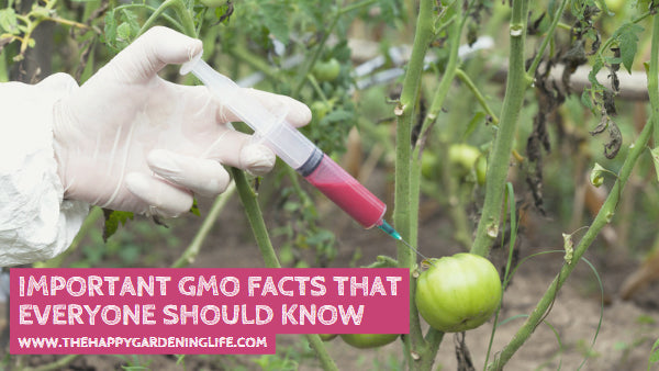 Important GMO Facts That Everyone Should Know – The Happy Gardening Life