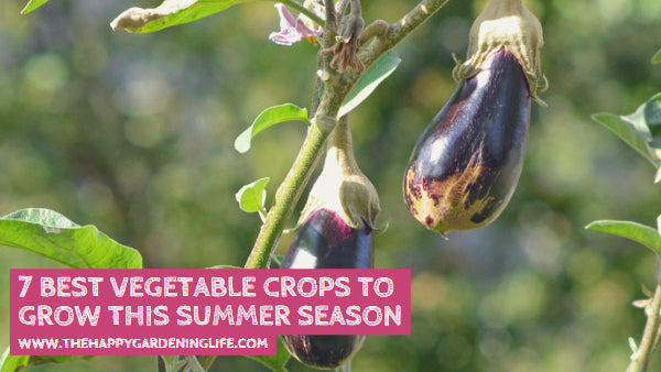 7 Best Vegetable Crops to Grow this Summer Season – The Happy Gardening ...