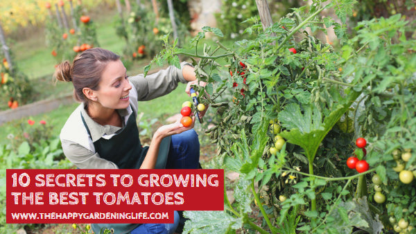 10 Secrets to Growing the Best Tomatoes – The Happy Gardening Life