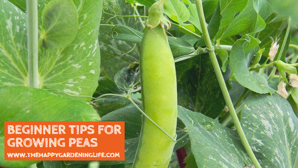 Beginner Tips for Growing Peas – The Happy Gardening Life