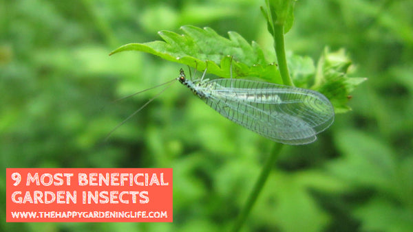 9 Most Beneficial Garden Insects – The Happy Gardening Life