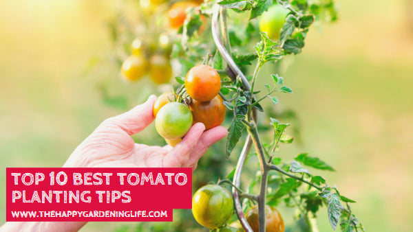 Top 10 Best Tomato Planting Tips – The Happy Gardening Life
