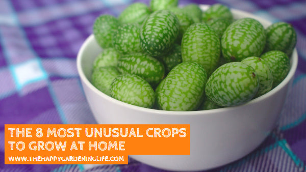 The 8 Most Unusual Crops to Grow at Home – The Happy Gardening Life