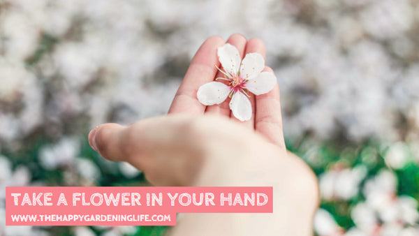 Take A Flower In Your Hand – The Happy Gardening Life