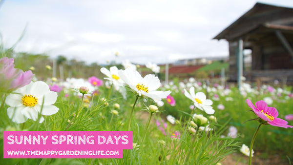 Sunny Spring Days – The Happy Gardening Life