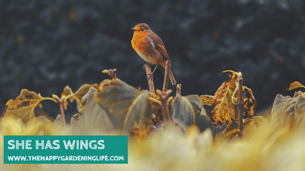 She Has Wings – The Happy Gardening Life