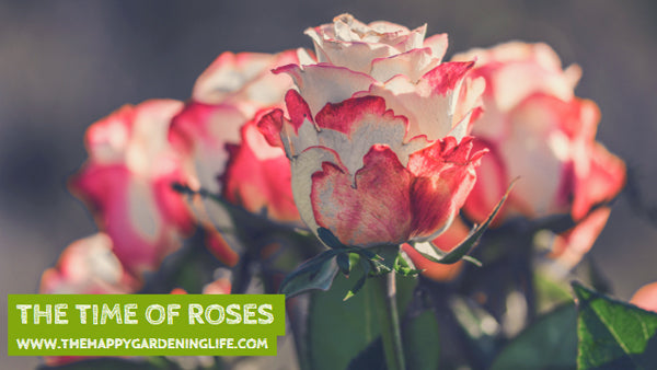 The Time Of Roses – The Happy Gardening Life