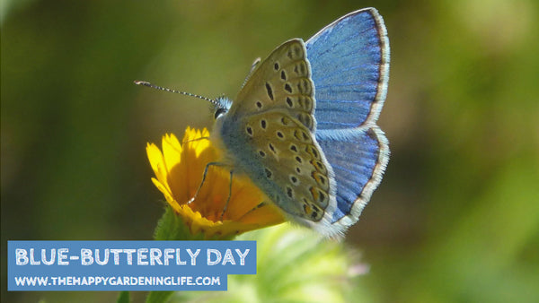Blue-Butterfly Day – The Happy Gardening Life