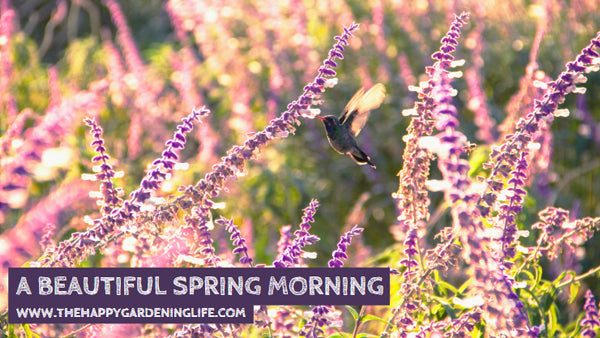 A Beautiful Spring Morning – The Happy Gardening Life