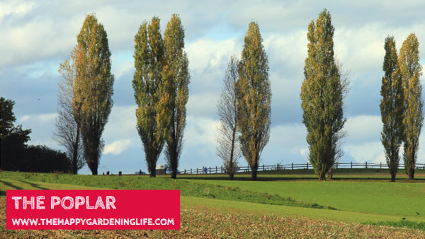 The Poplar – The Happy Gardening Life