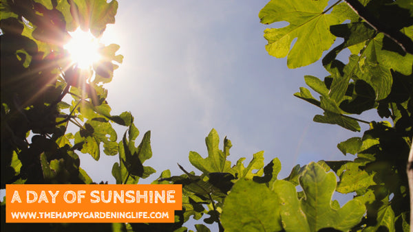 A Day Of Sunshine – The Happy Gardening Life