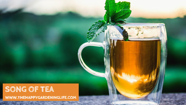 Song Of Tea – The Happy Gardening Life