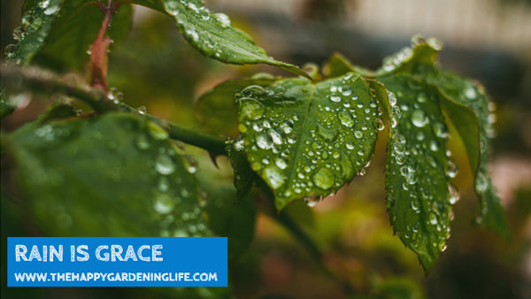 Rain Is Grace – The Happy Gardening Life