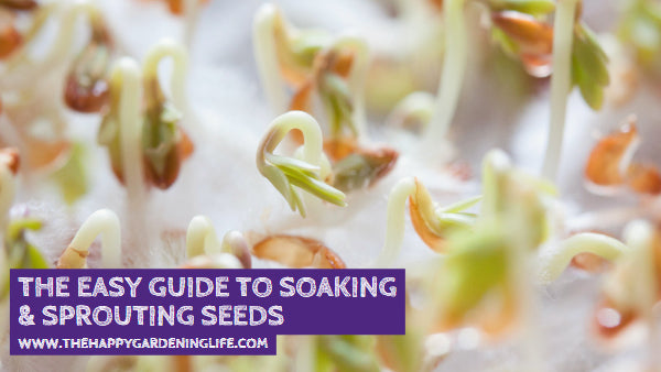 The Easy Guide to Soaking & Sprouting Seeds – The Happy Gardening Life