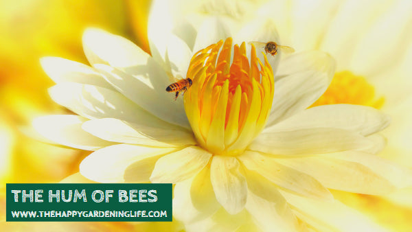 The Hum Of Bees – The Happy Gardening Life