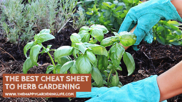 The Best Cheat Sheet to Herb Gardening – The Happy Gardening Life