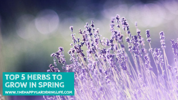 Top 5 Herbs to Grow in Spring – The Happy Gardening Life