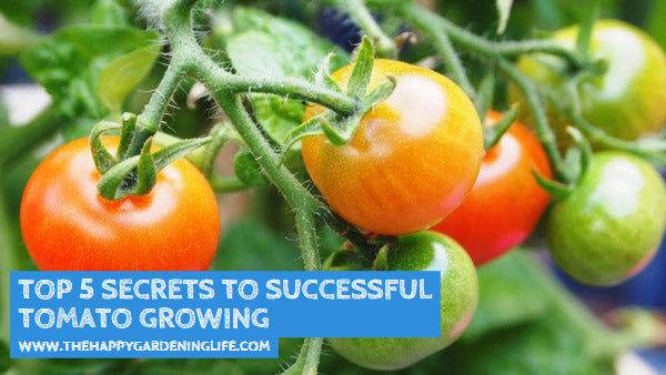 Top 5 Secrets to Successful Tomato Growing – The Happy Gardening Life